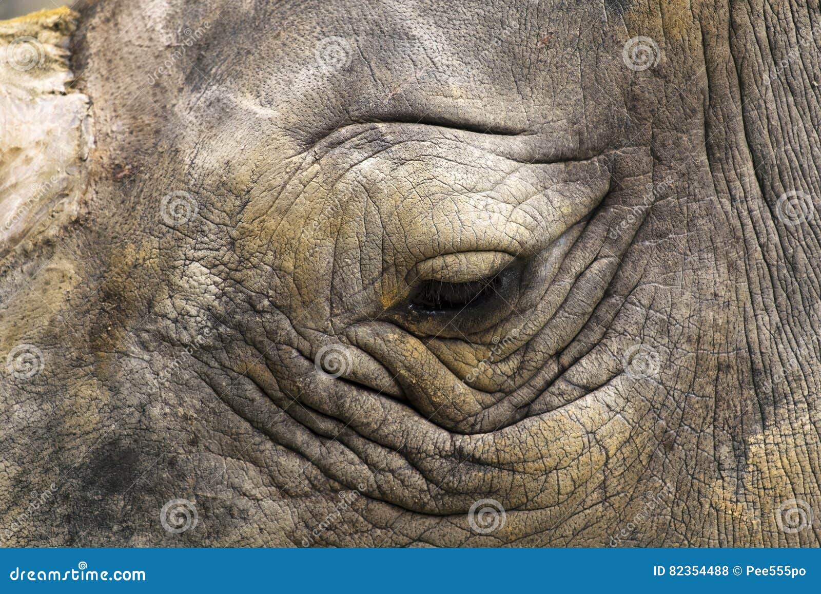 Focus Rhino Eye stock photo. Image of body, rhino, africa - 82354488