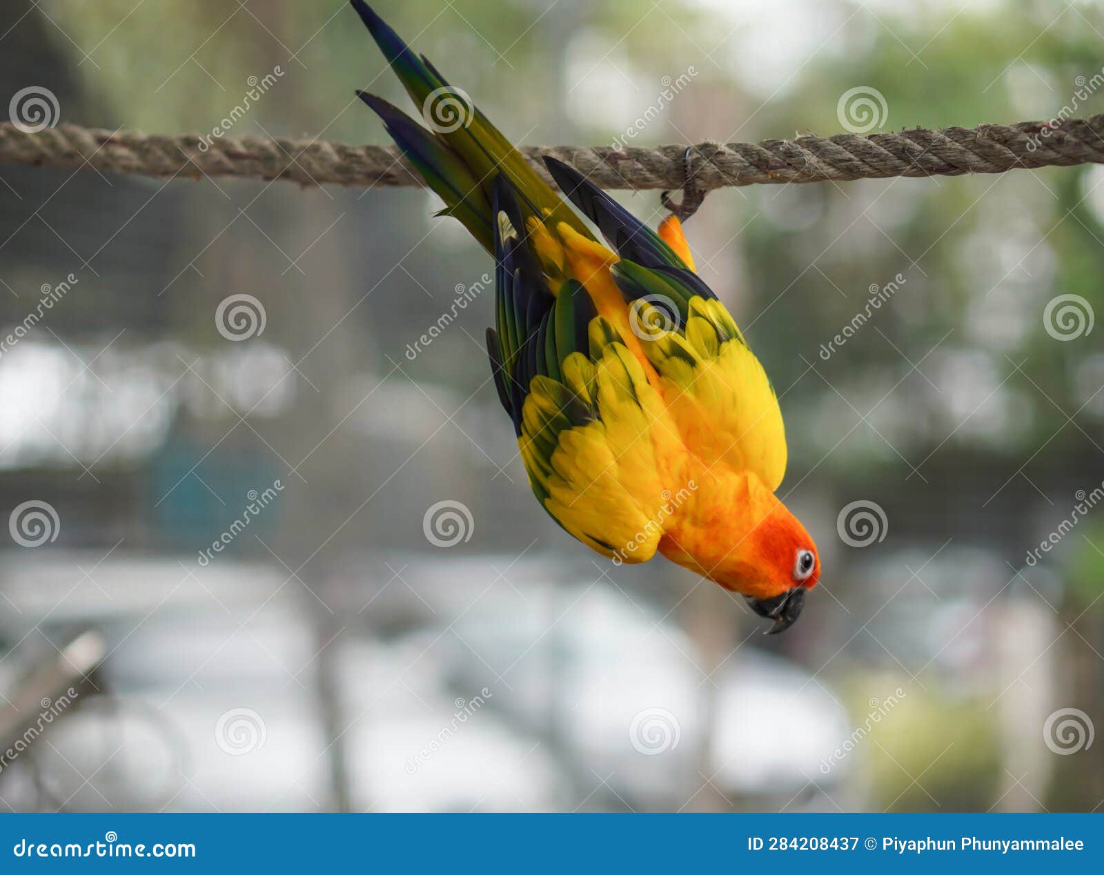Picture Focus Selection: Macaw Parrot on the Rope Stock Image - Image ...