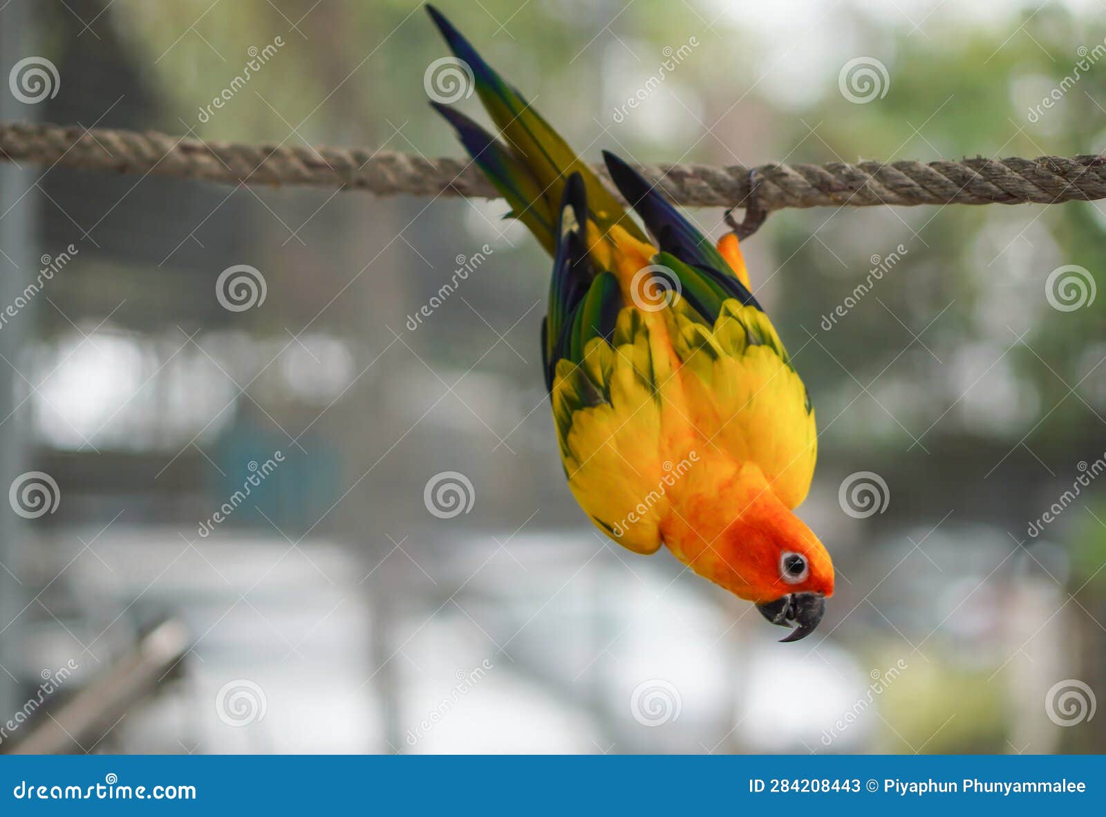 Picture Focus Selection: Macaw Parrot on the Rope Stock Image - Image ...
