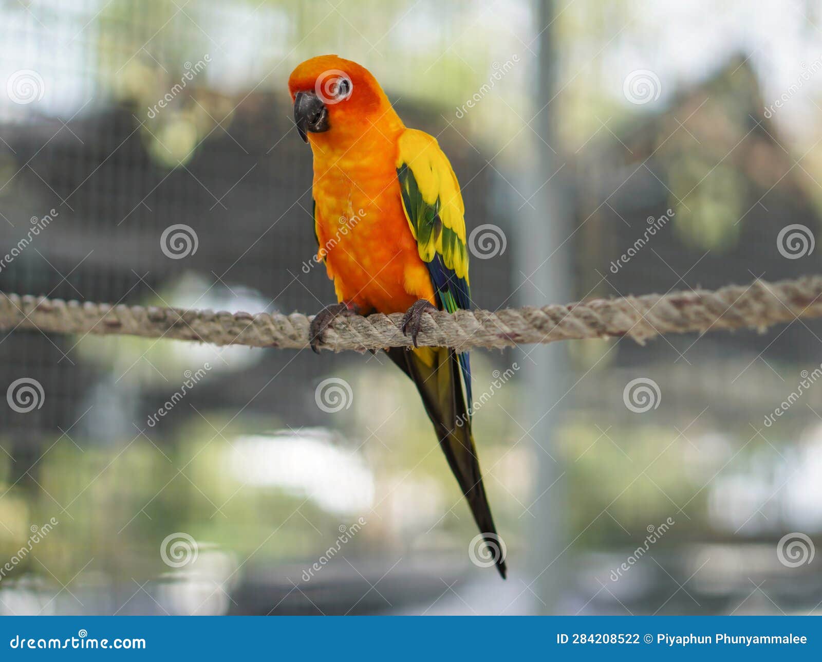 Picture Focus Selection: Macaw Parrot on the Rope Stock Photo - Image ...