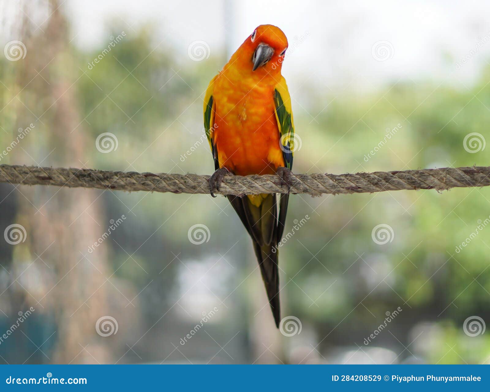 Picture Focus Selection: Macaw Parrot on the Rope Stock Image - Image ...
