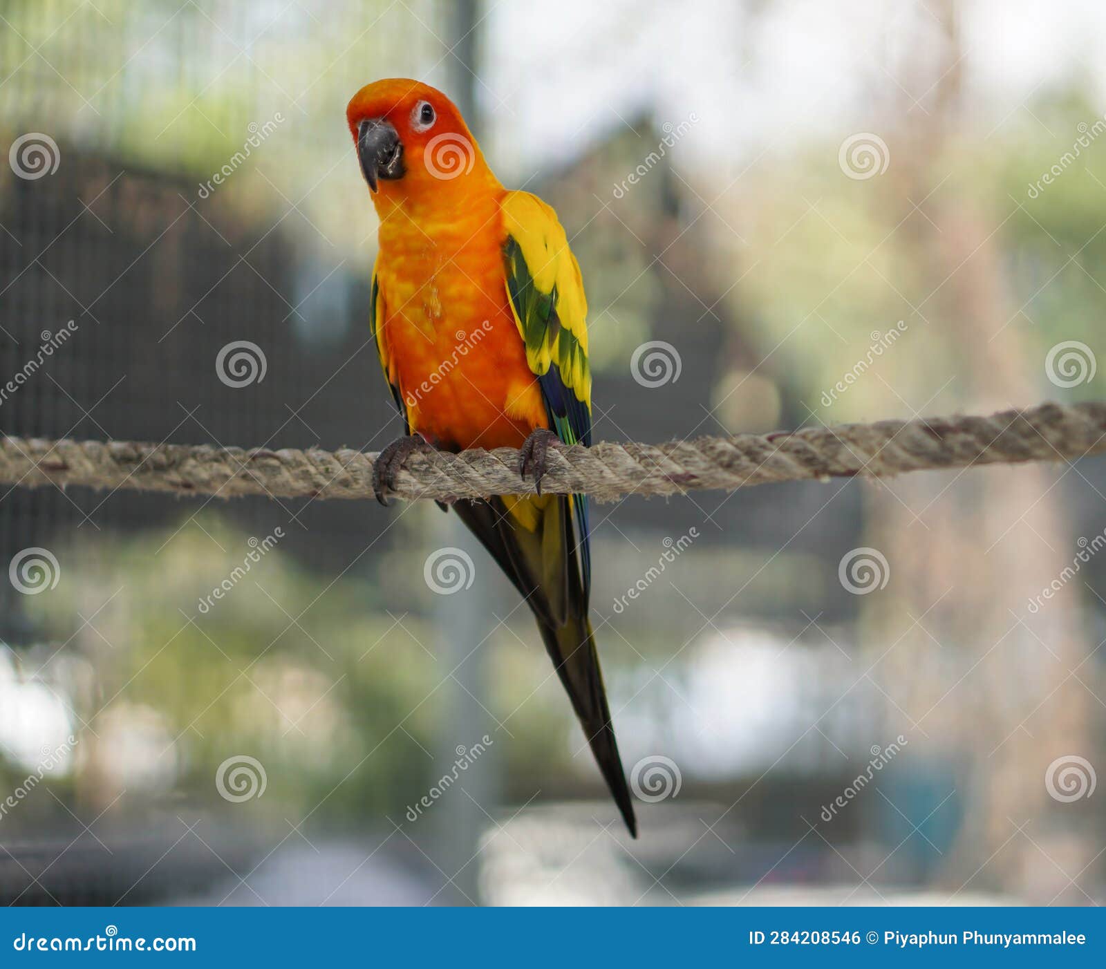 Picture Focus Selection: Macaw Parrot on the Rope Stock Photo - Image ...