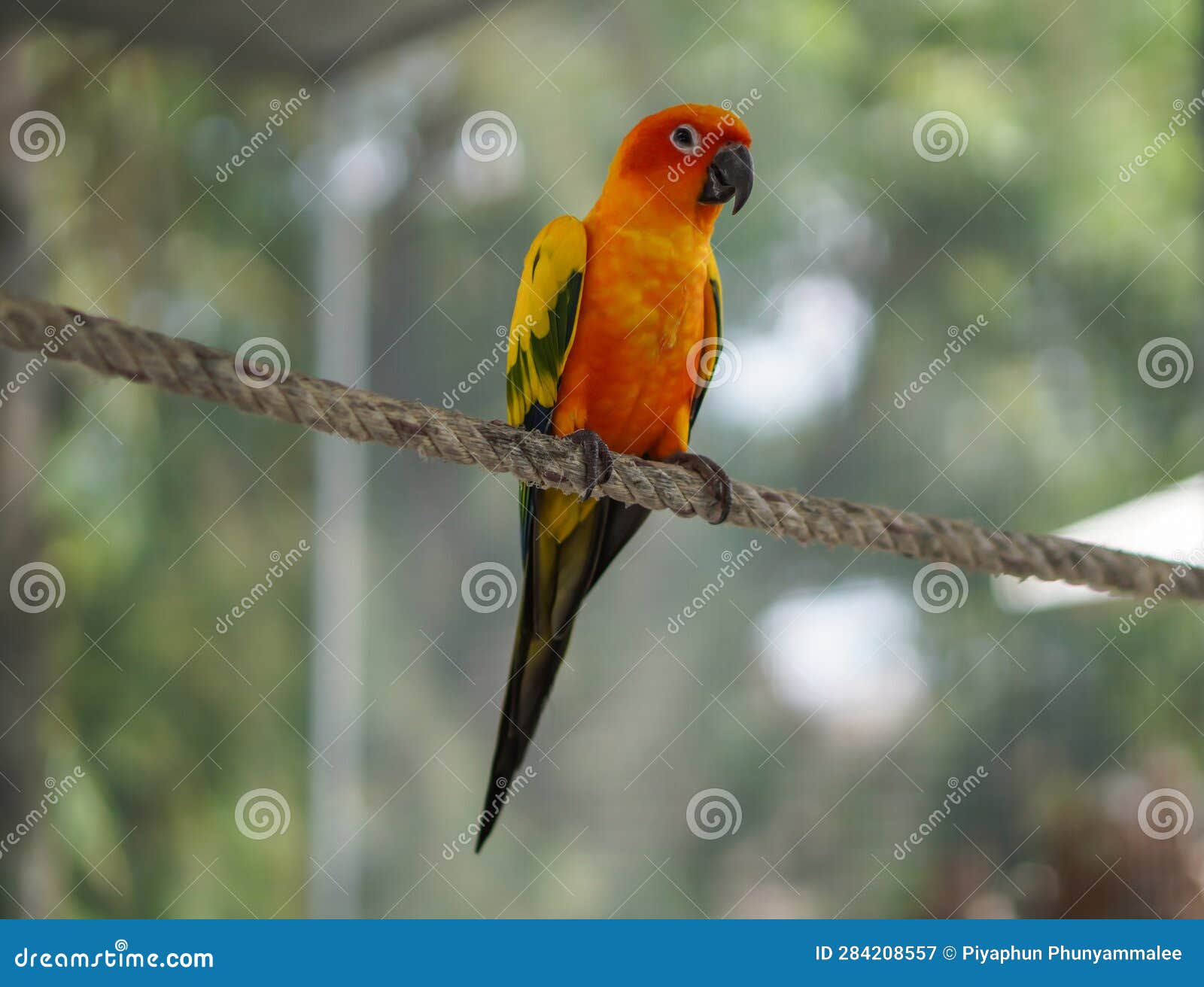 Picture Focus Selection: Macaw Parrot on the Rope Stock Image - Image ...