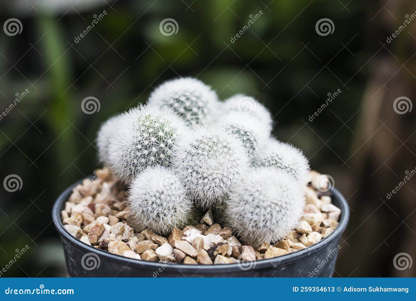 Focus on the Selection of Soft Cactus Spiny White Space in Black Pot ...