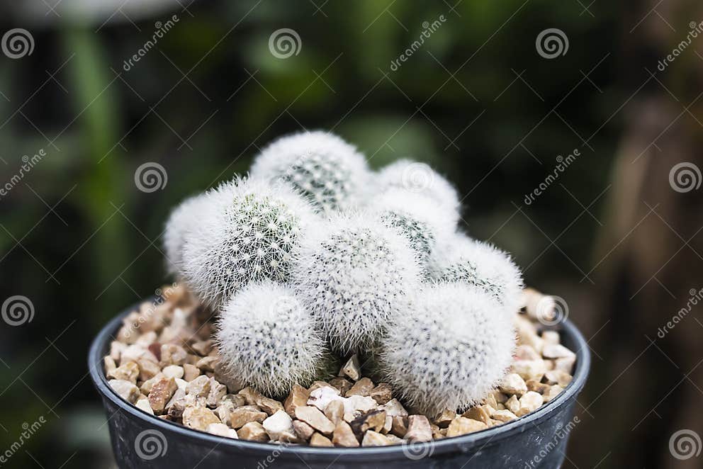 Focus on the Selection of Soft Cactus Spiny White Space in Black Pot ...