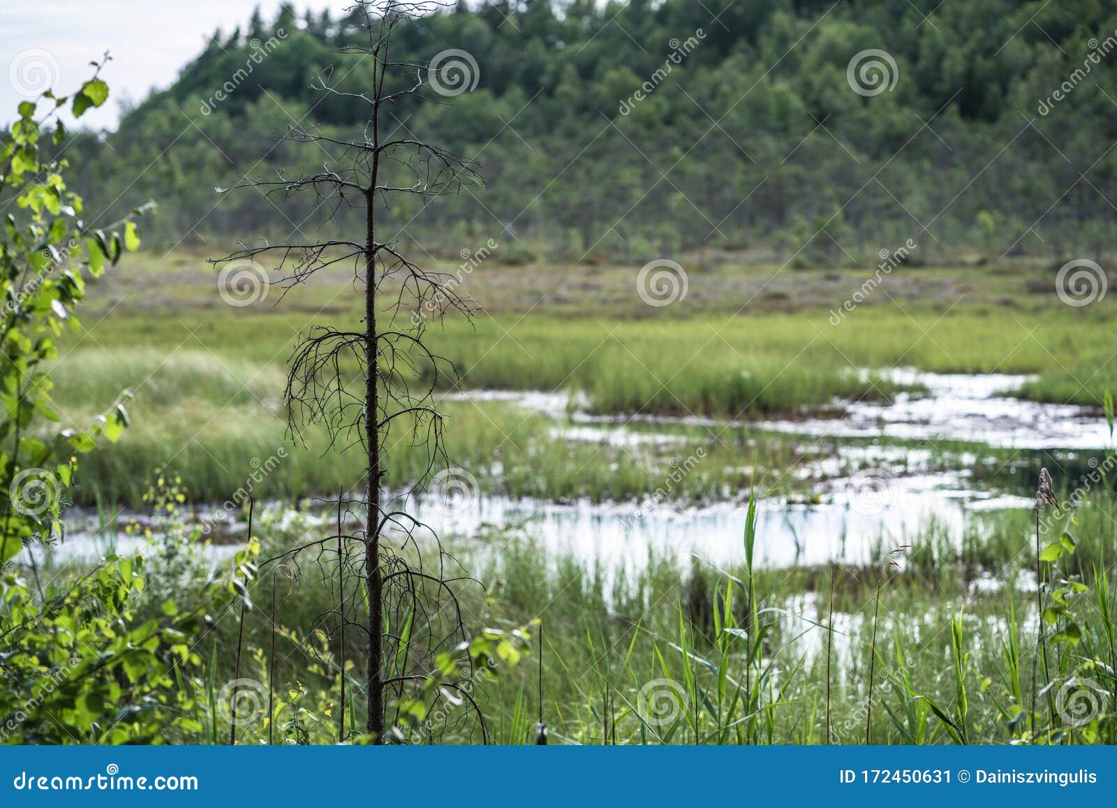 Small tree withered stock image. Image of landscape - 172450631