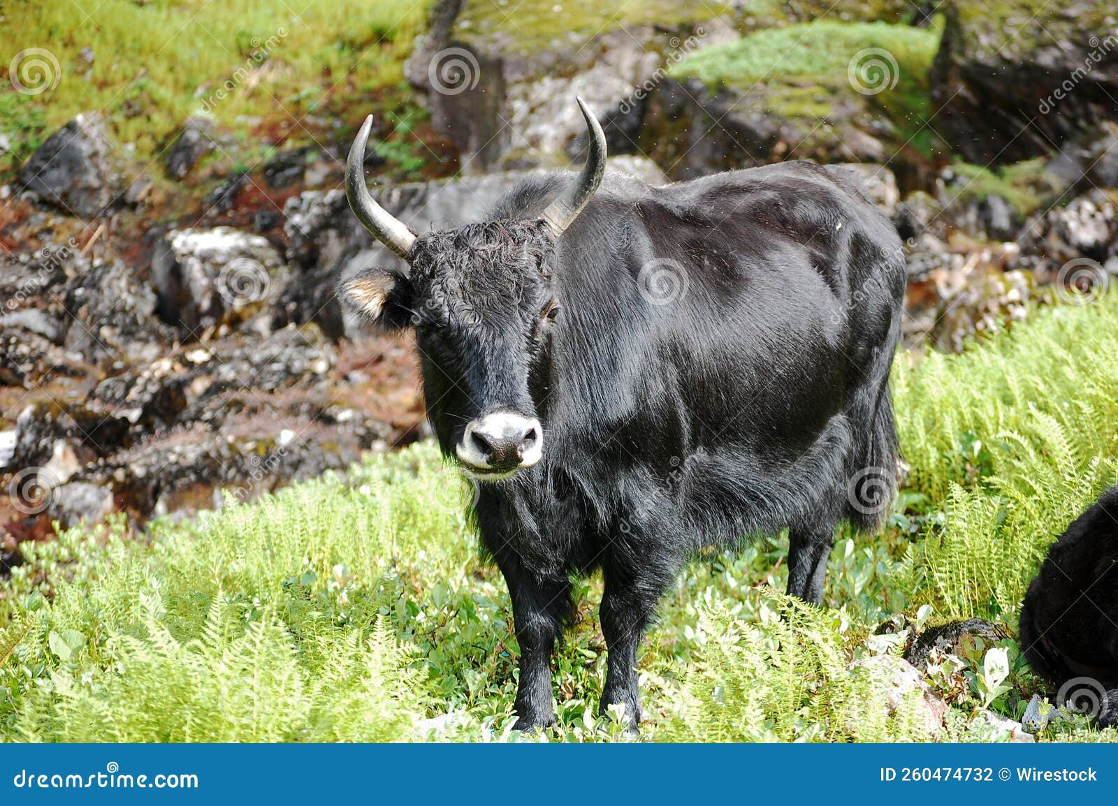 Focus Shot of a Horned Black Yak Standing on Grass Stock Photo - Image ...