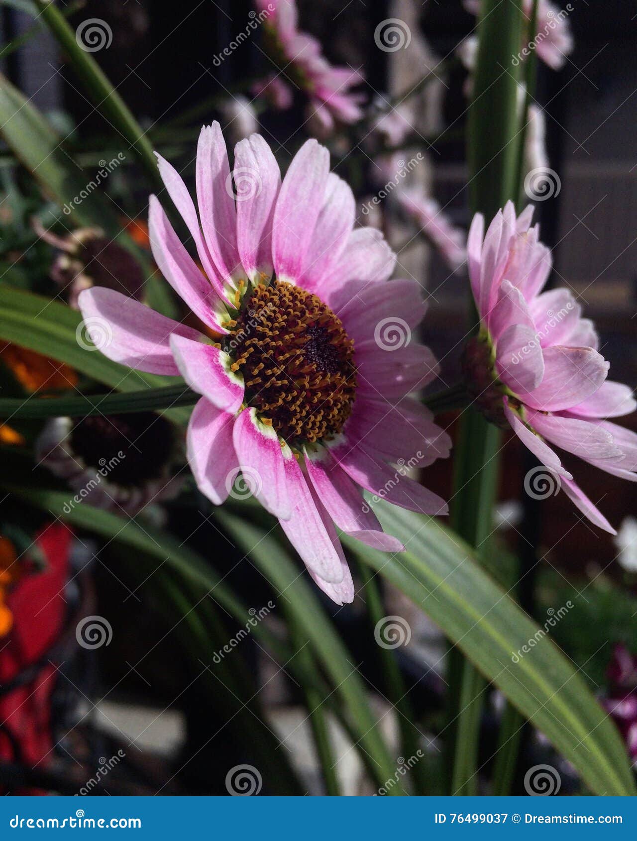 Focus stock image. Image of small, help, focus - 76499037