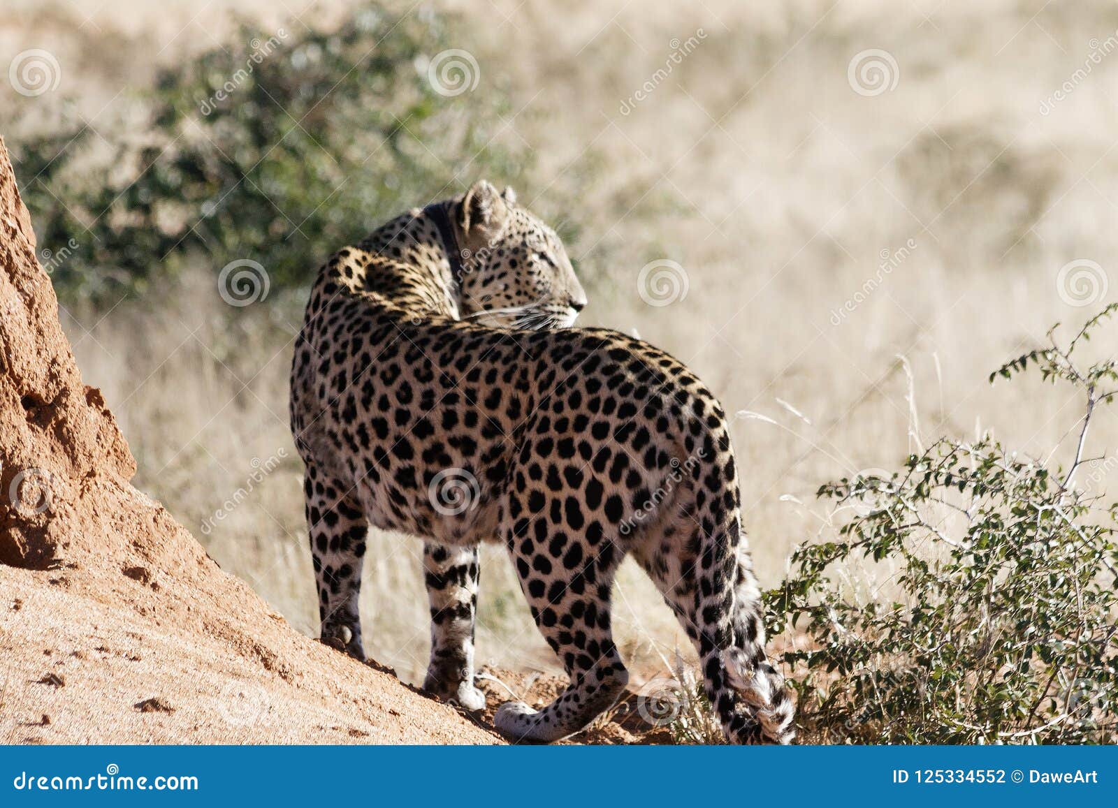Back View of Radio-collared African Leopard on Termite Mound Looking ...