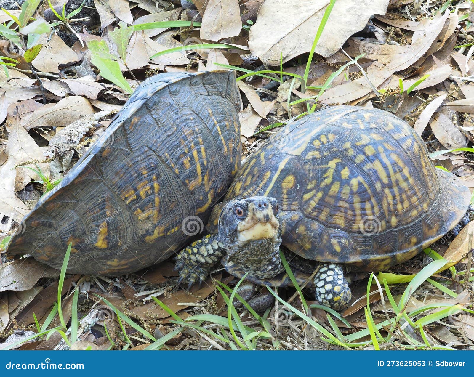 A Focus Stacked Close-up Image of Turtle Wars, One Turns the Other Over ...