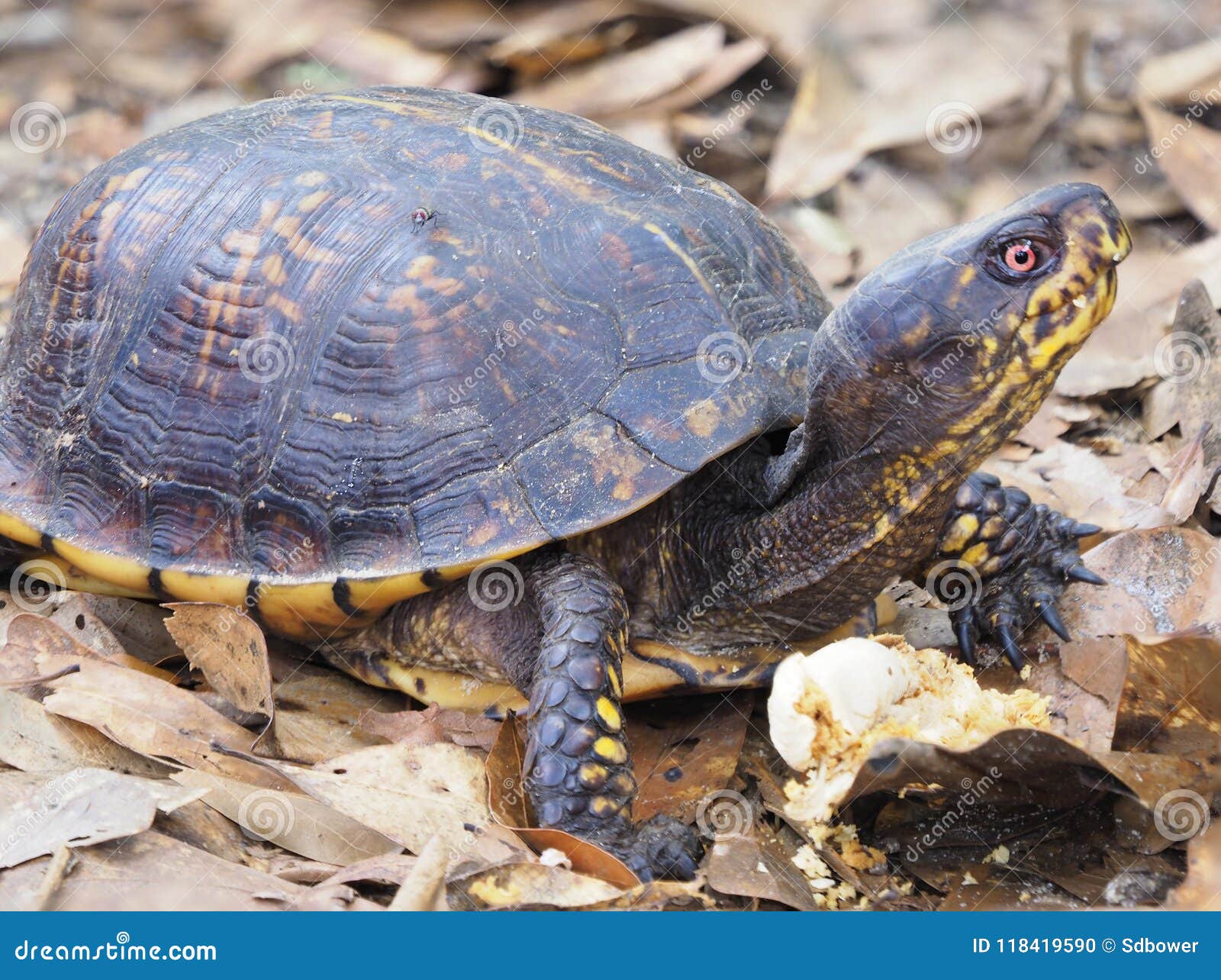 Eastern Box Turtle Eating