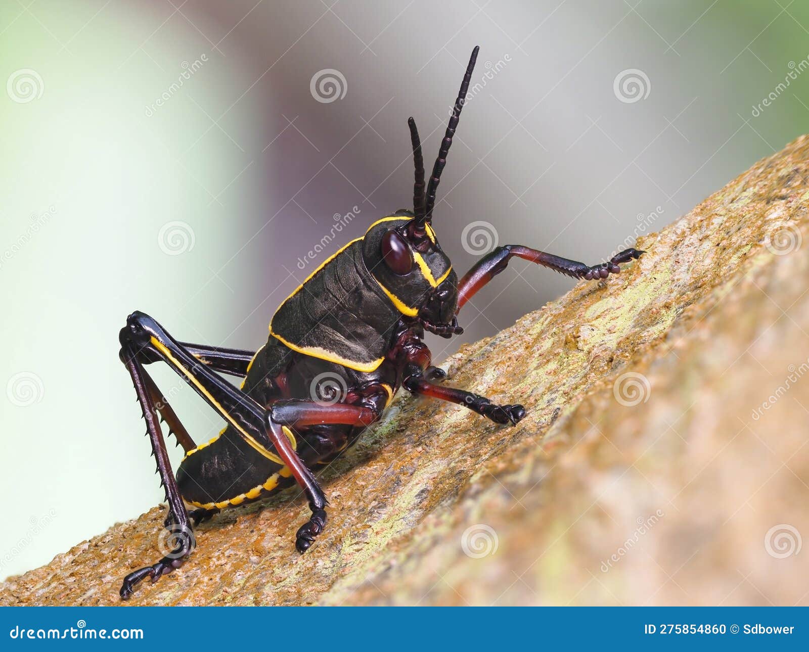 A Focus Stacked Closeup Image of an Eastern Lubber Grasshopper Stock ...