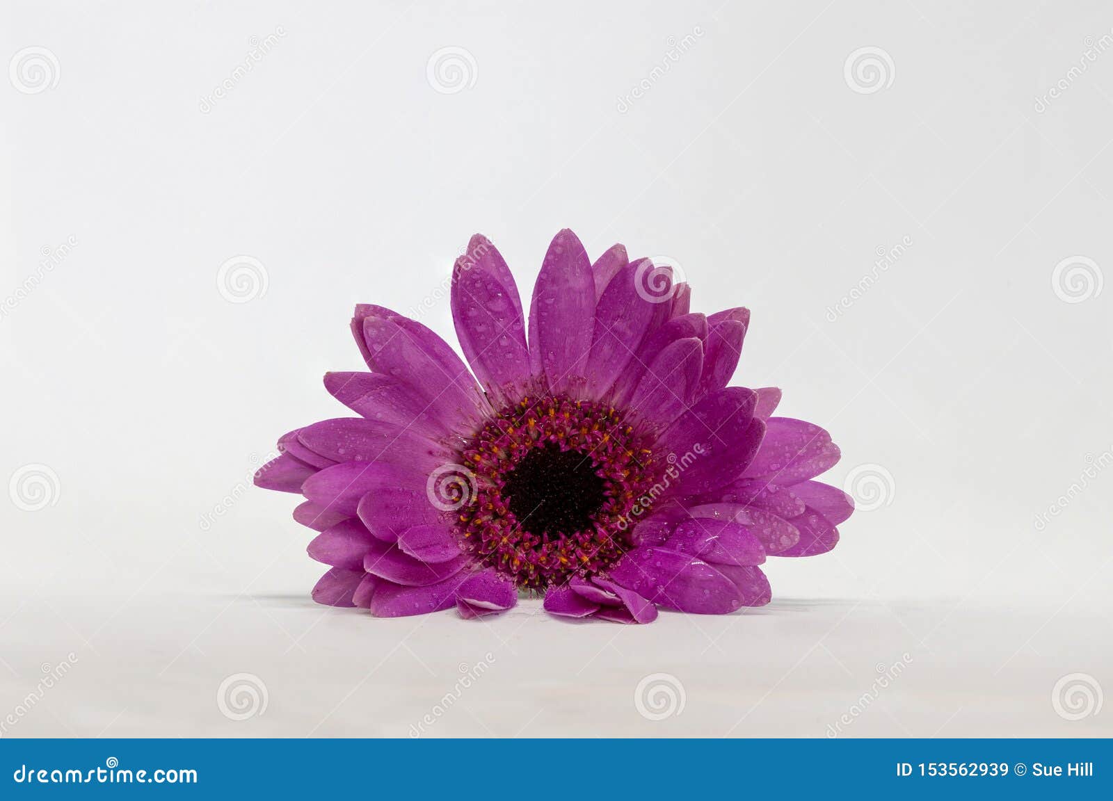 Focus Stacked Gerbera Germini Flower Isolated on a White Background ...