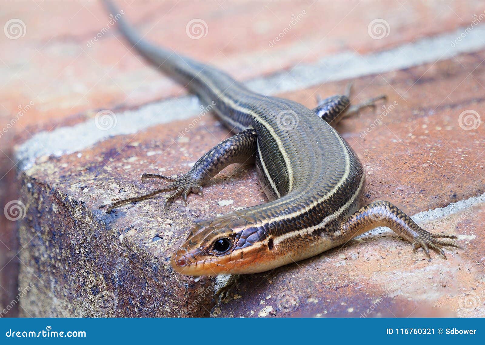 Focus Stacked Image of a Female Broad Head Skink Stock Image - Image of ...