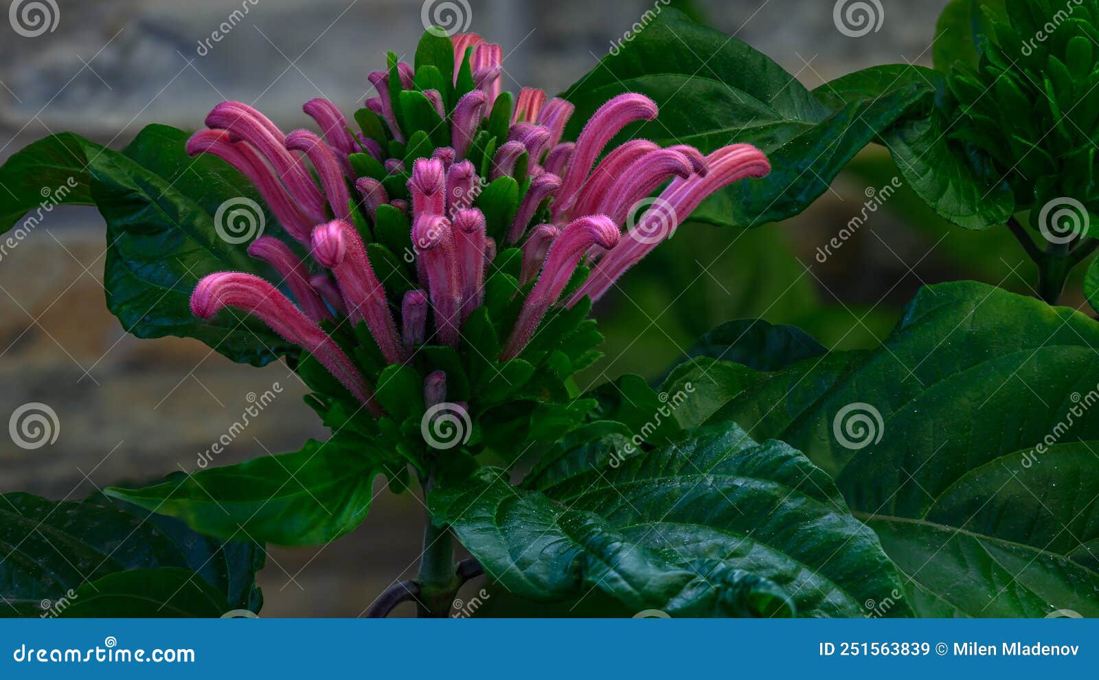 Jacobinia Carnea Blooming stock image. Image of justicia - 251563839