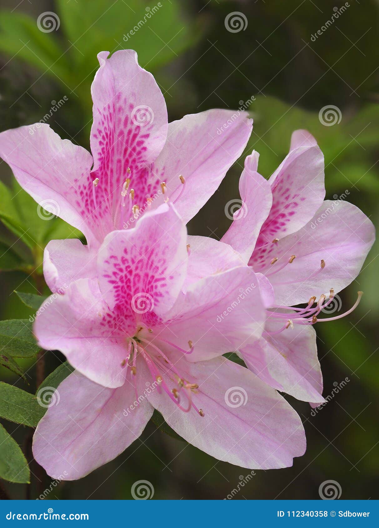 Focus Stacked Image of Pink Azaleas Stock Photo - Image of shrub, close ...