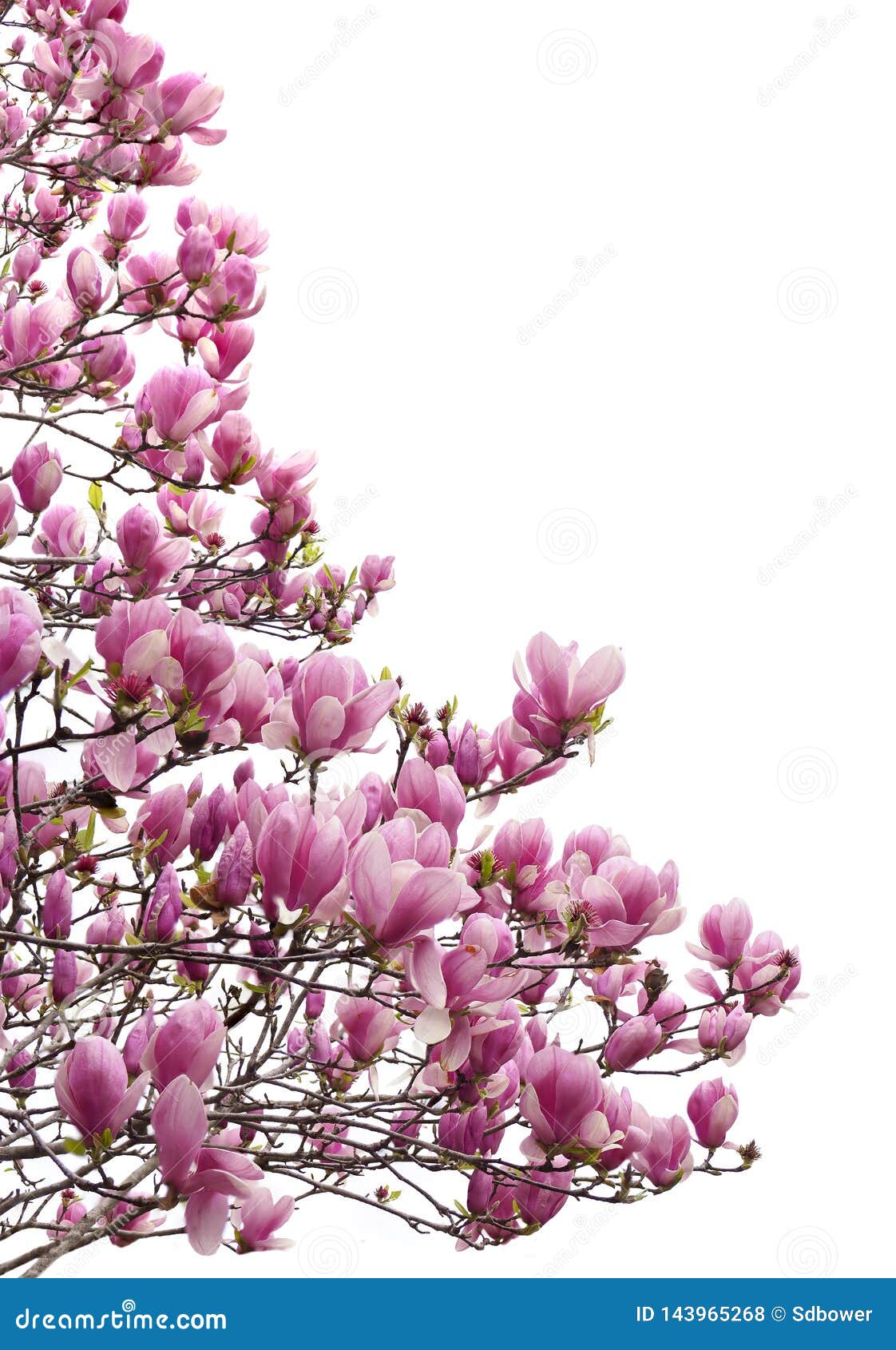 Focus Stacked Image of Pink Tulip Tree in Full Bloom Isolated on White ...