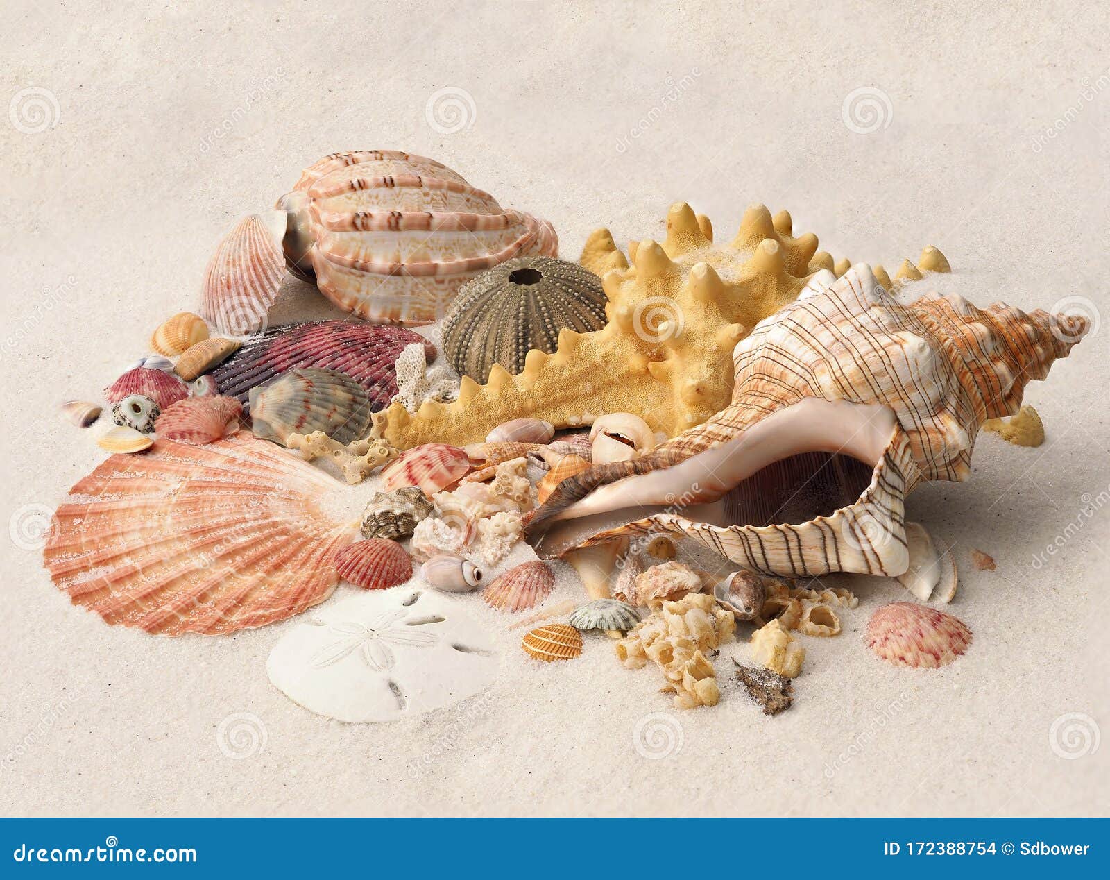 Focus Stacked Image of Sea Shells on a White Sand Beach Stock Photo ...