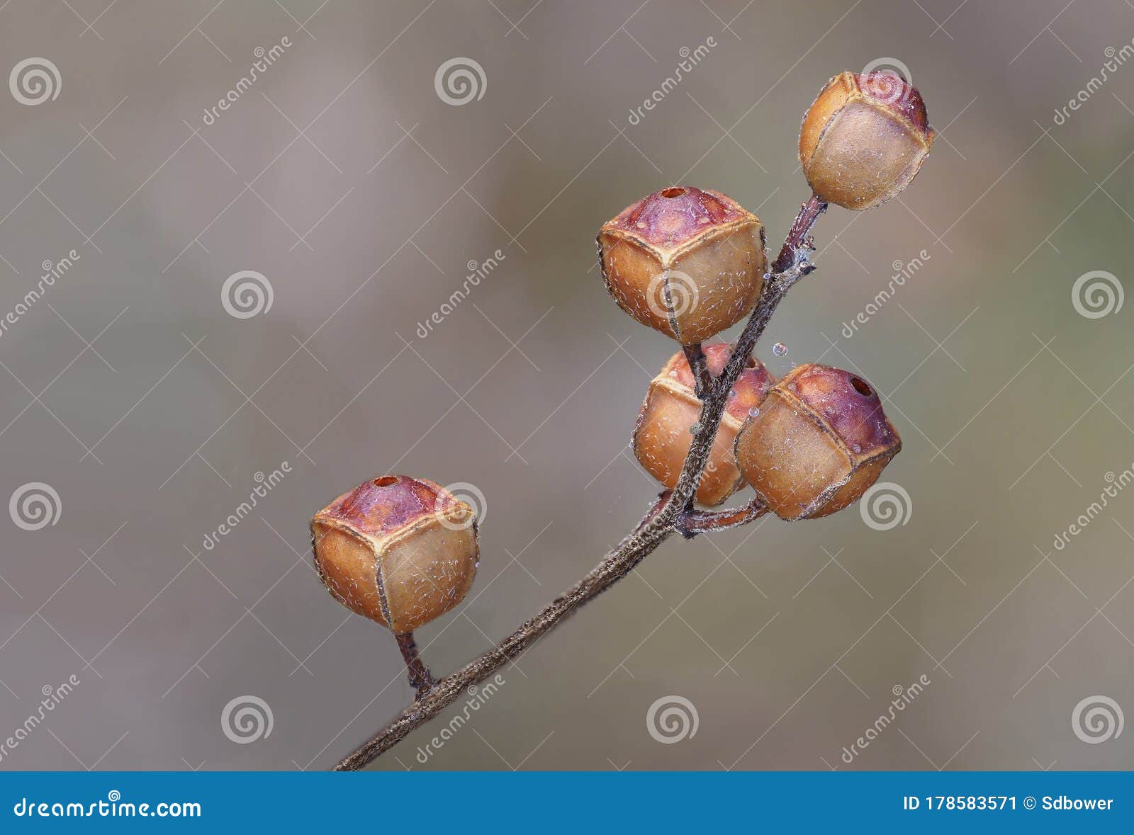 A Focus Stacked Macro Image of Tiny Colorful Weed Seeds Stock Image ...