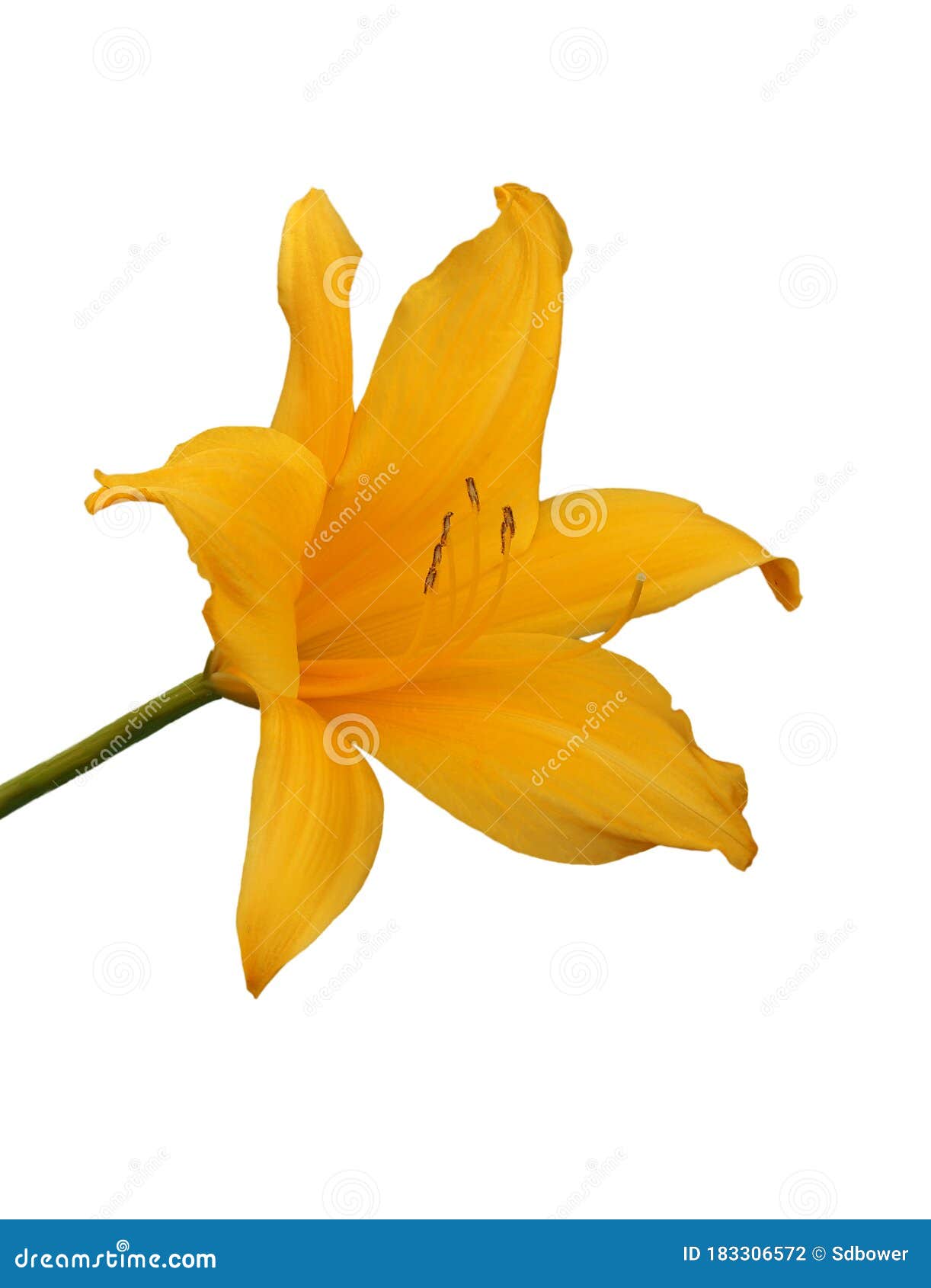Focus Stacked Single Yellow Lily Isolated on White Stock Photo - Image ...