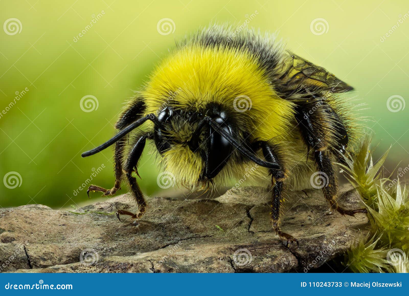 Bumblebee, Dumbledor, Dumbledore, Bombus Stock Image - Image of focus ...