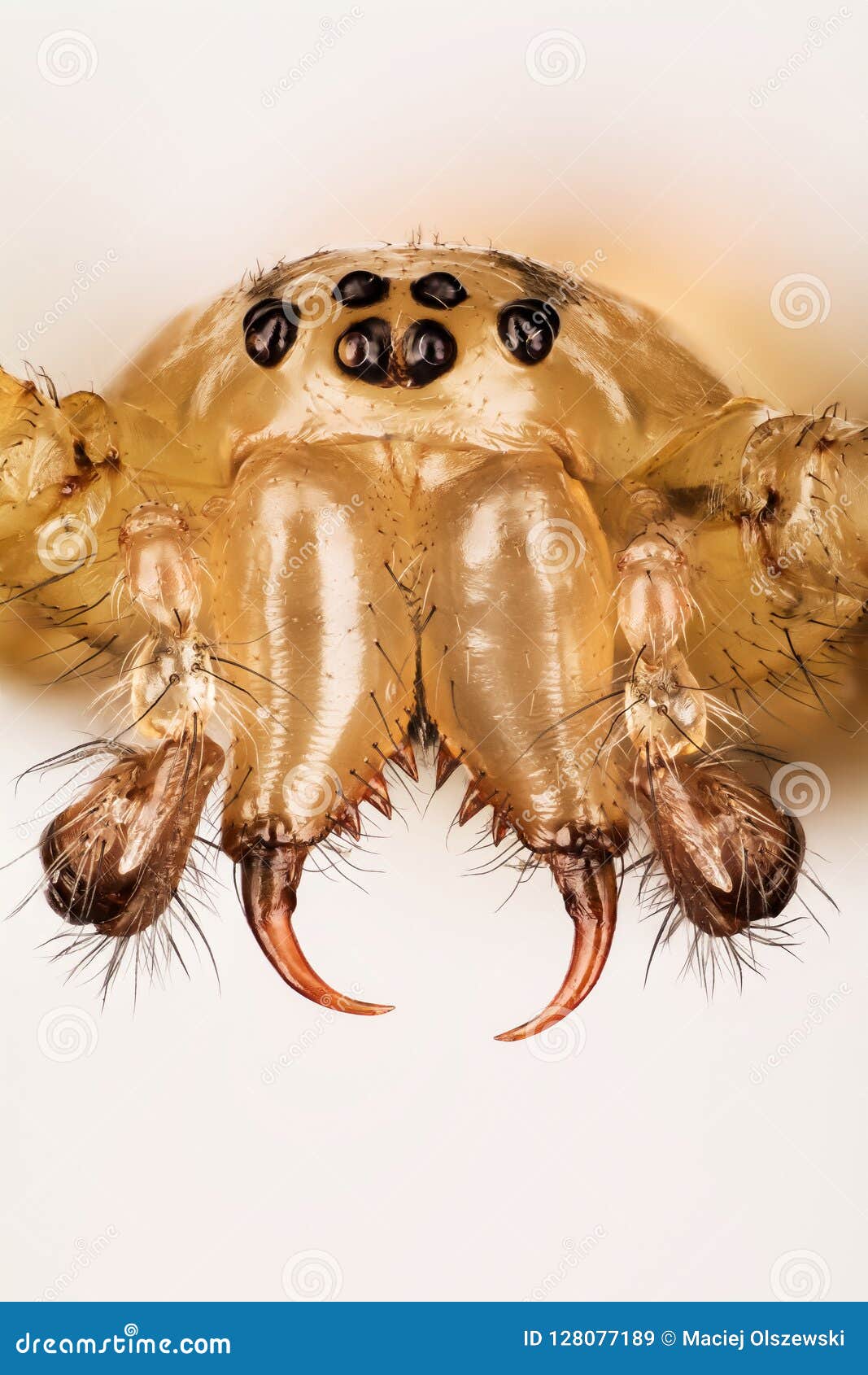 Common Hammock-weaver, Spider, Linyphia Triangularis Stock Image ...