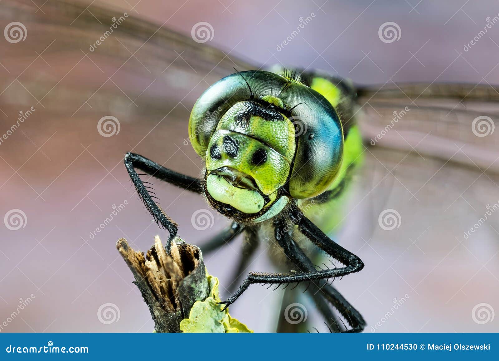 Common Hawker, Dragonfly, Hawker Dragonfly, Aeshna Juncea Stock Photo ...