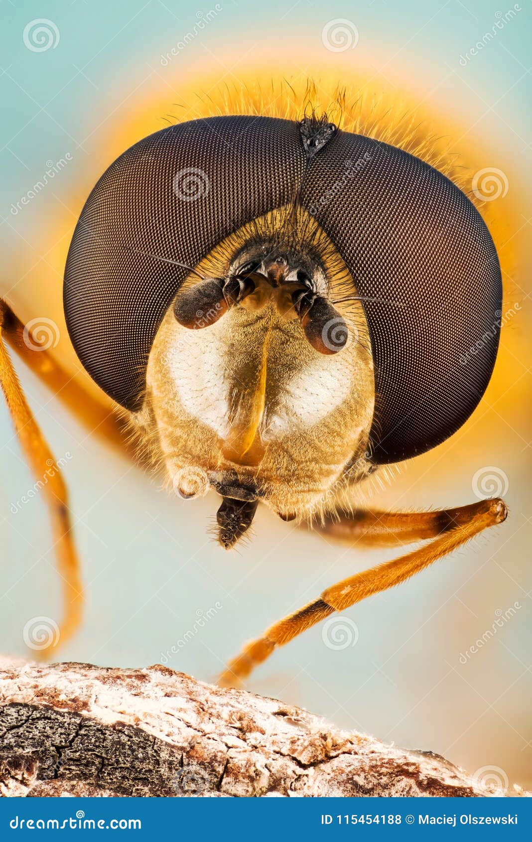 Hover Fly, Flower Flies, Syrphid Flies, Hoverflies, Diptera, Syrphidae ...