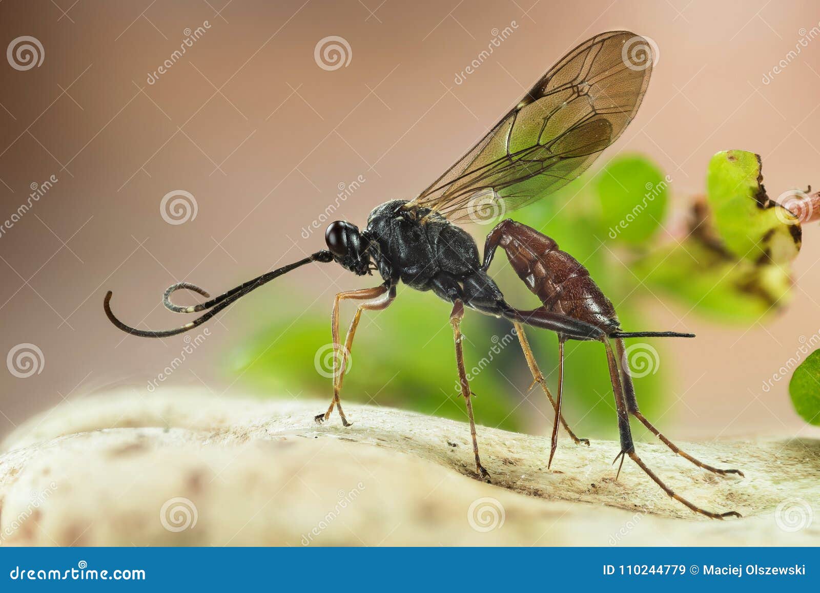 Ichneumon Wasp, Cryptus Albitarsis, Wasp Stock Image - Image of detail ...