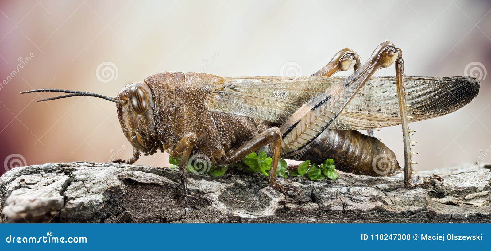 Migratory Locust, Locust, Locusta Migratoria Stock Photo - Image of ...
