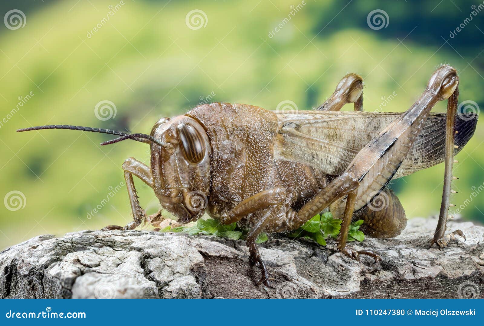 Migratory Locust, Locust, Locusta Migratoria Stock Photo - Image of ...