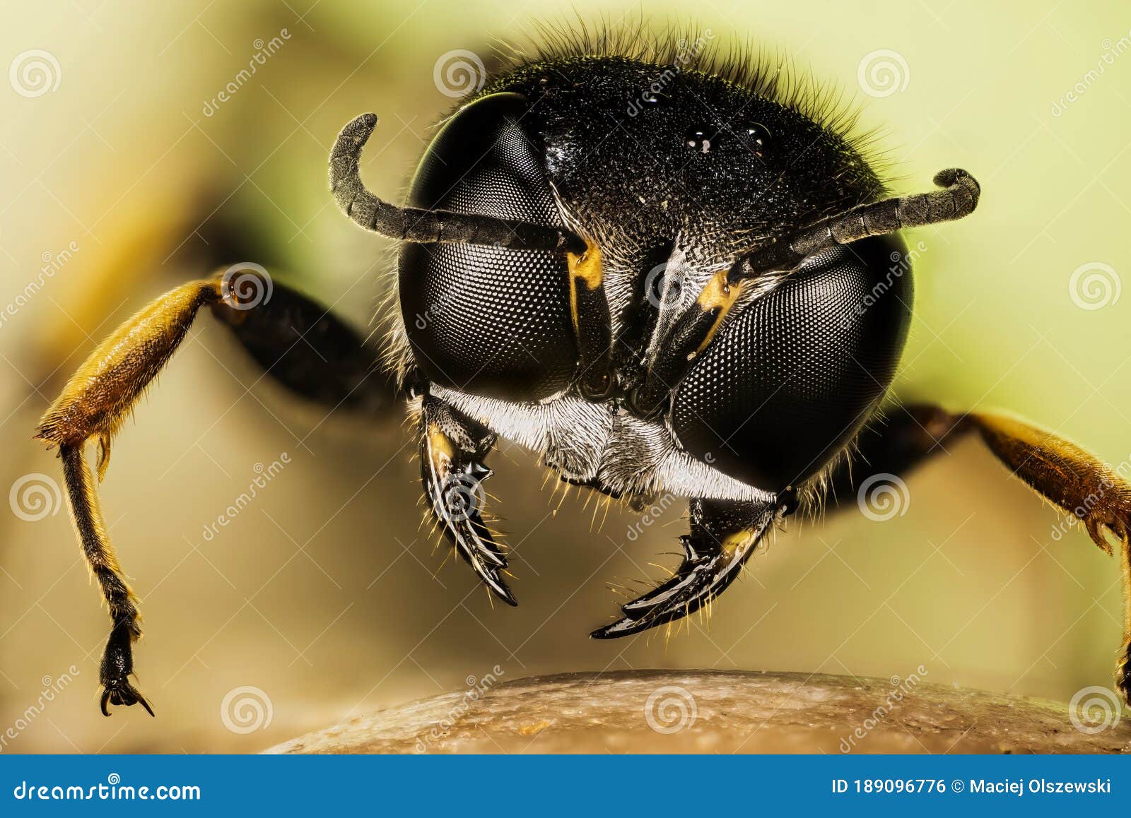 Insects - Square-headed Wasp, Ectemnius Continuus Stock Photo - Image ...