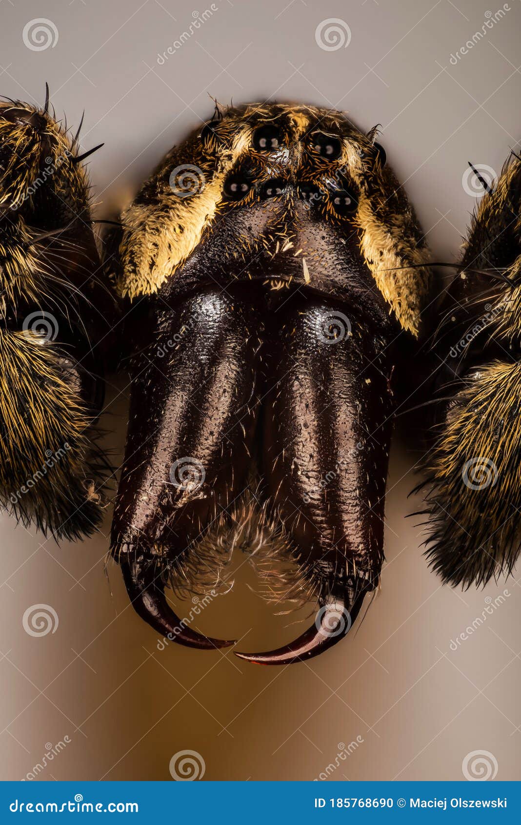Wolf Spiders Mating On Green Leaf Stock Image | CartoonDealer.com ...