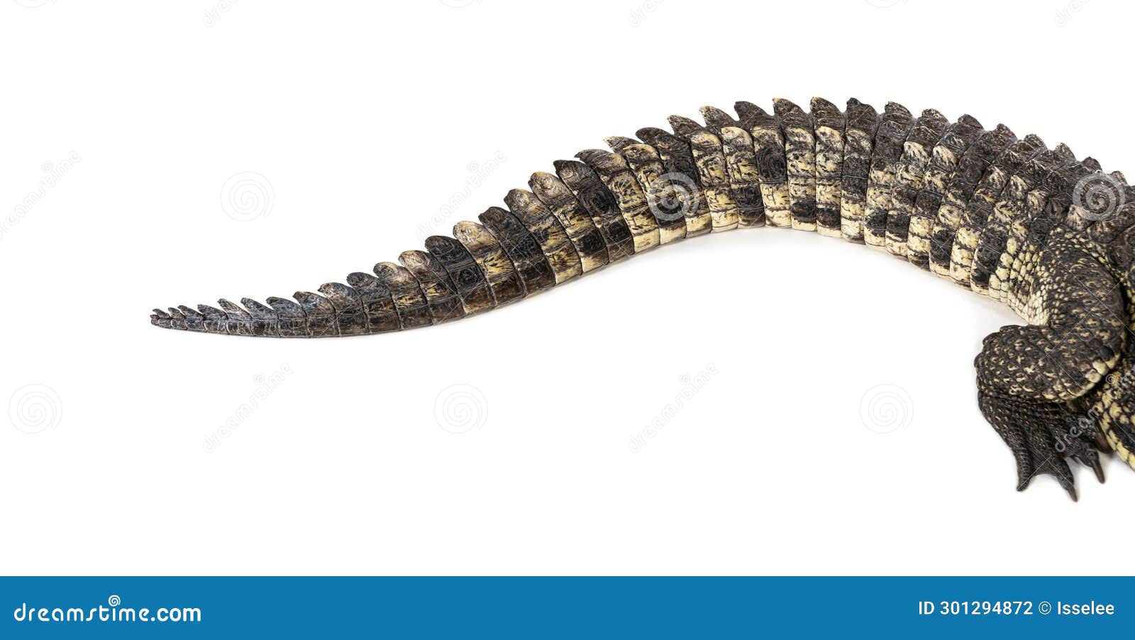 Tail Of Nile Tilapia Fish Texture , Animal Skin Background Stock Photo ...