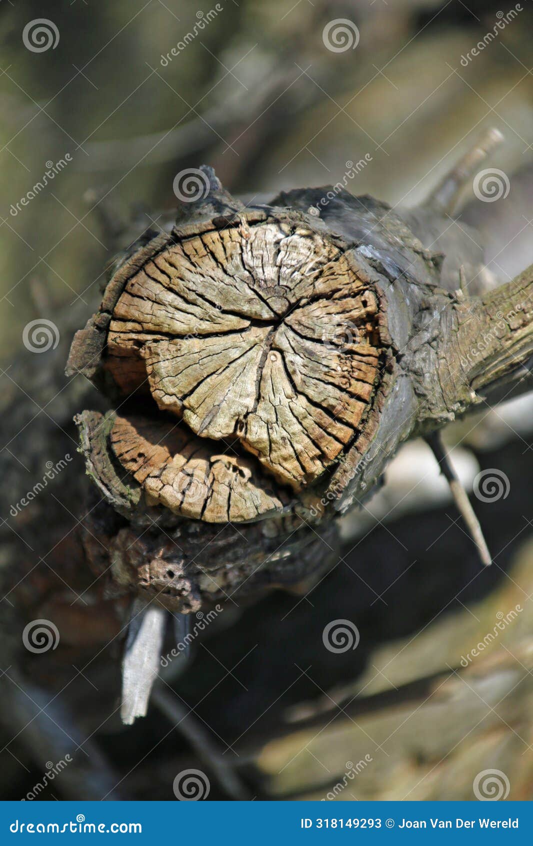 A Closeup View of a Tree Stump Viewed from Above Stock Image - Image of ...