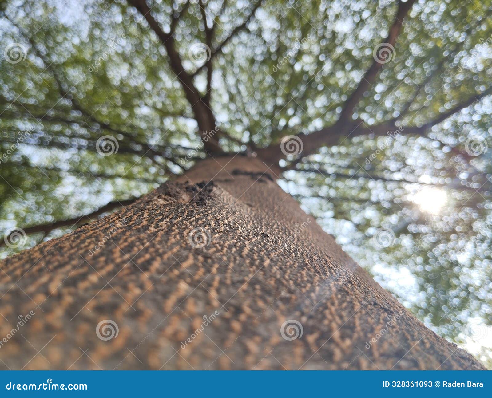 Less Focus on the Tree Branches in the Yard. Stock Image - Image of ...