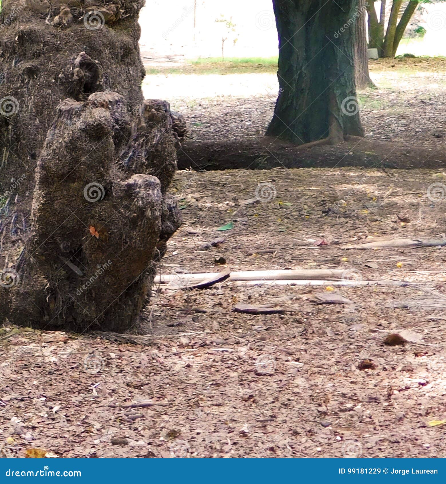 Focus on a tree stock image. Image of background, effect - 99181229