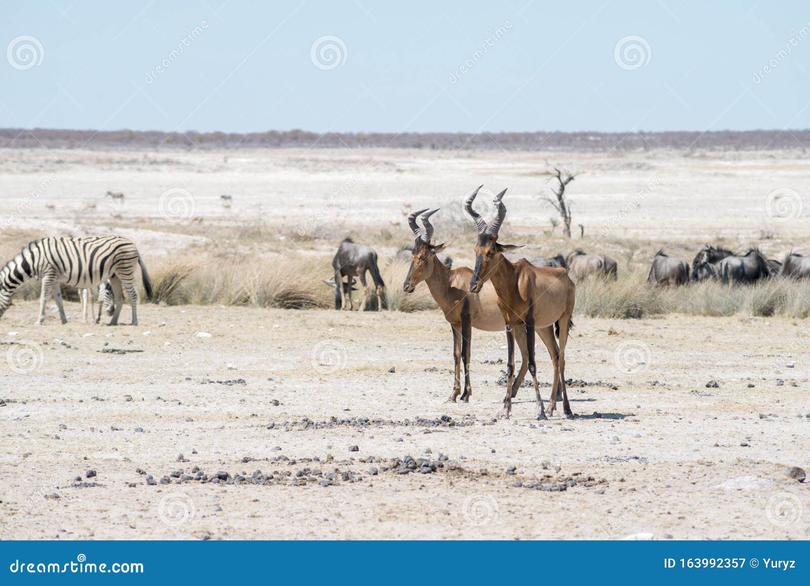 Focus on two impalas stock image. Image of mammal, blue - 163992357