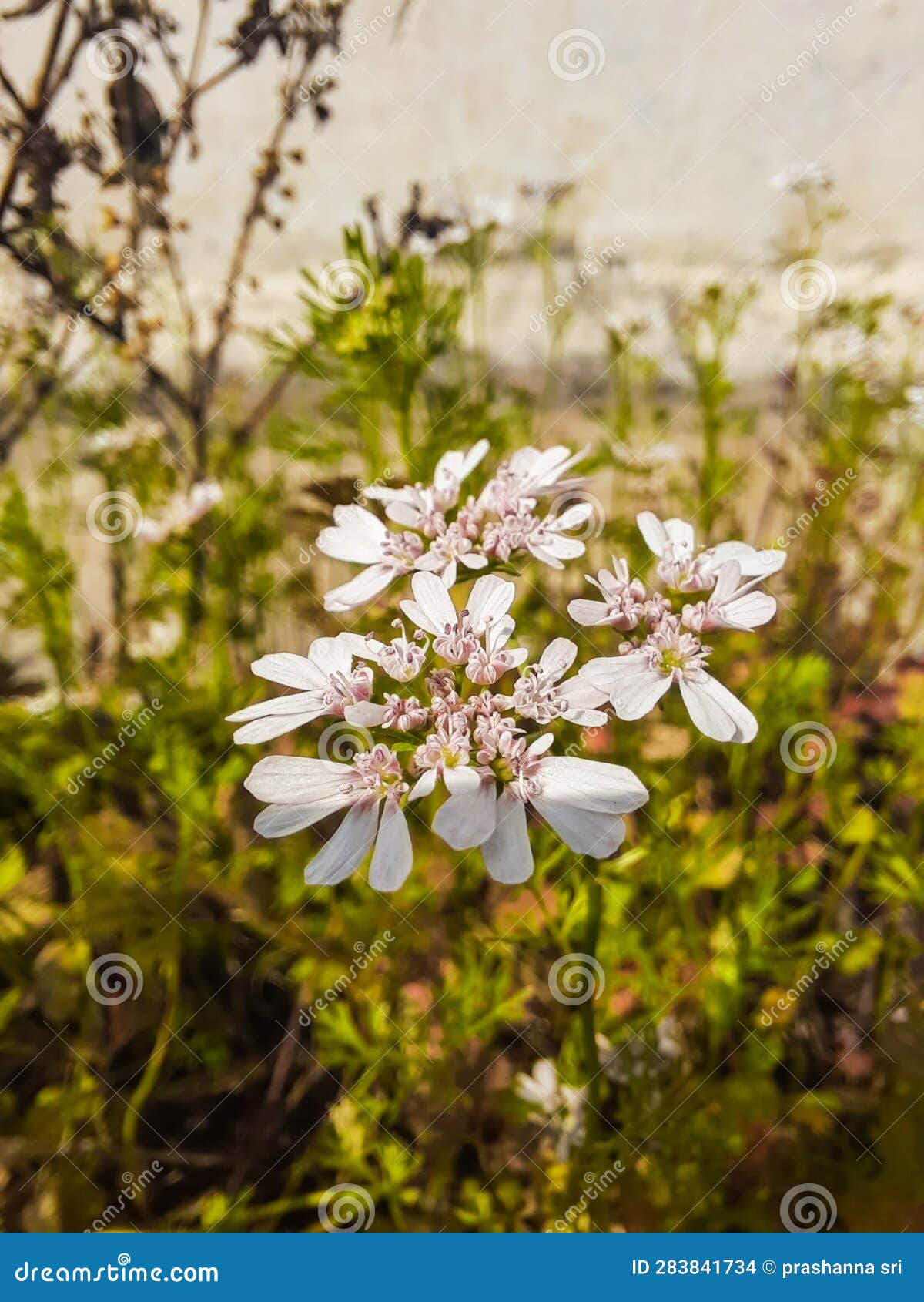 Focus View of Coriander Flower Stock Photo - Image of leaves, plant ...