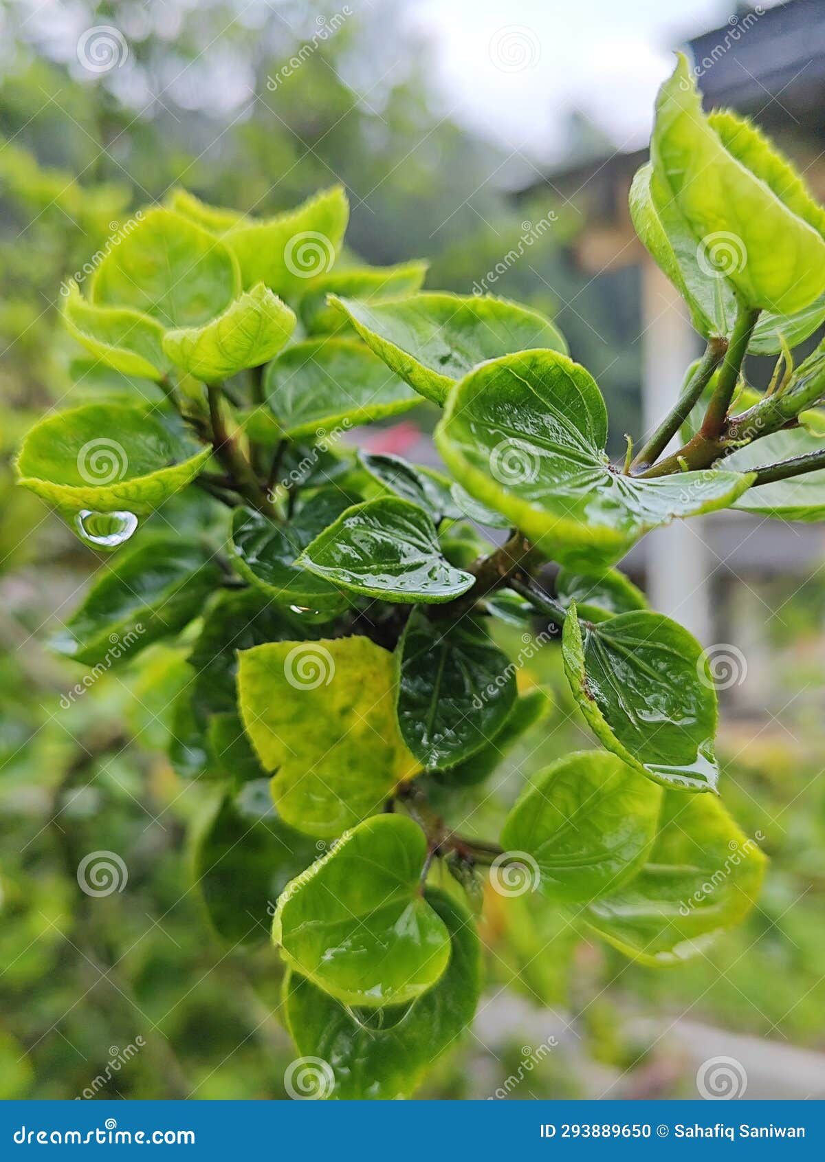 Focus on the Water Drop on the Green Leaf Stock Photo - Image of green ...