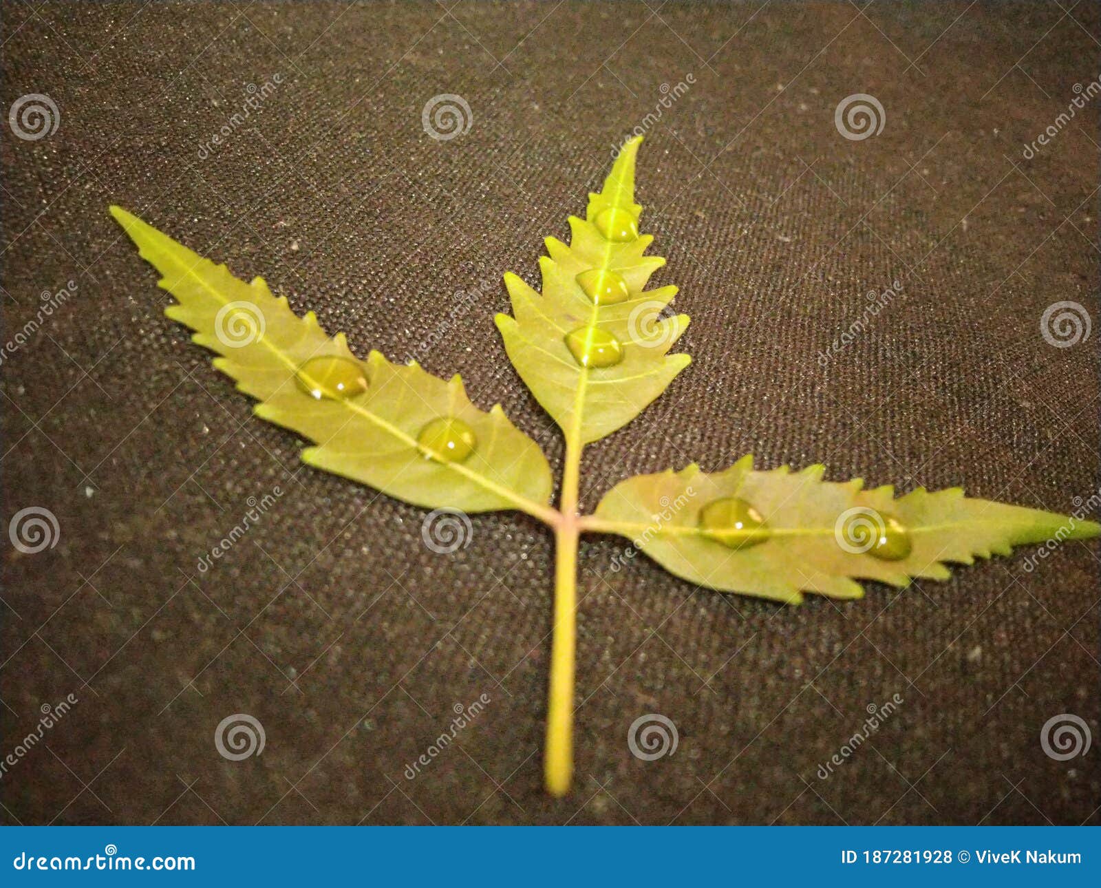 Focus on Water Drops of Fresh Neem Leaf Stock Photo - Image of fresh ...