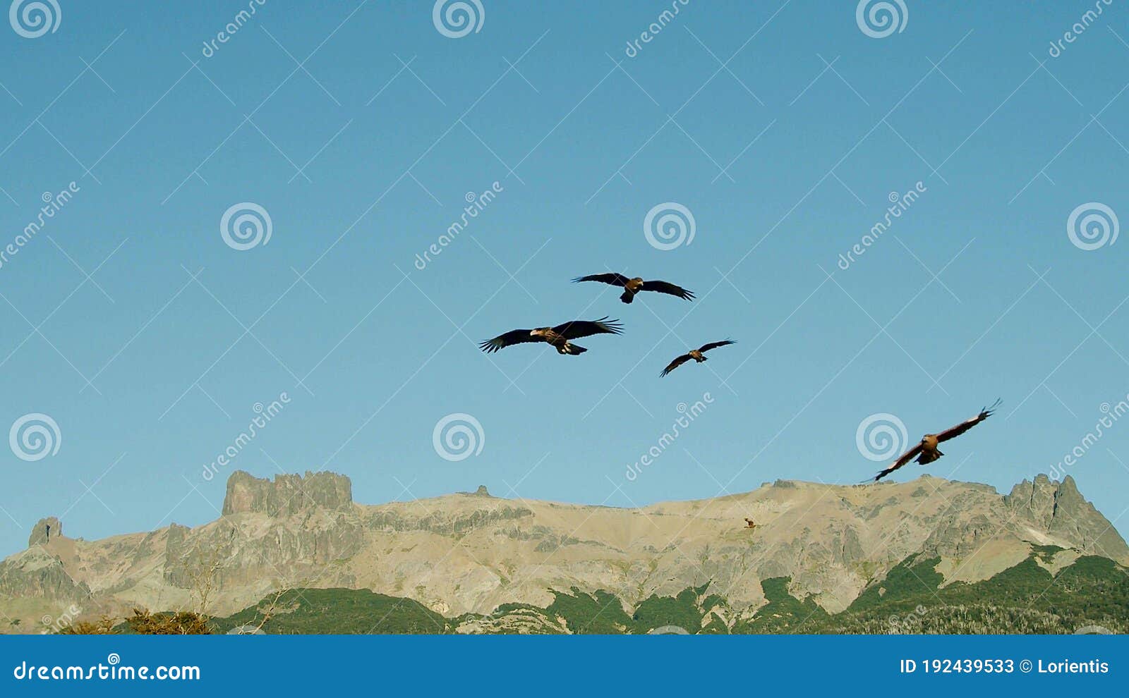 A Focus on a Wild Falcon Group in the Sky Stock Image - Image of clouds ...