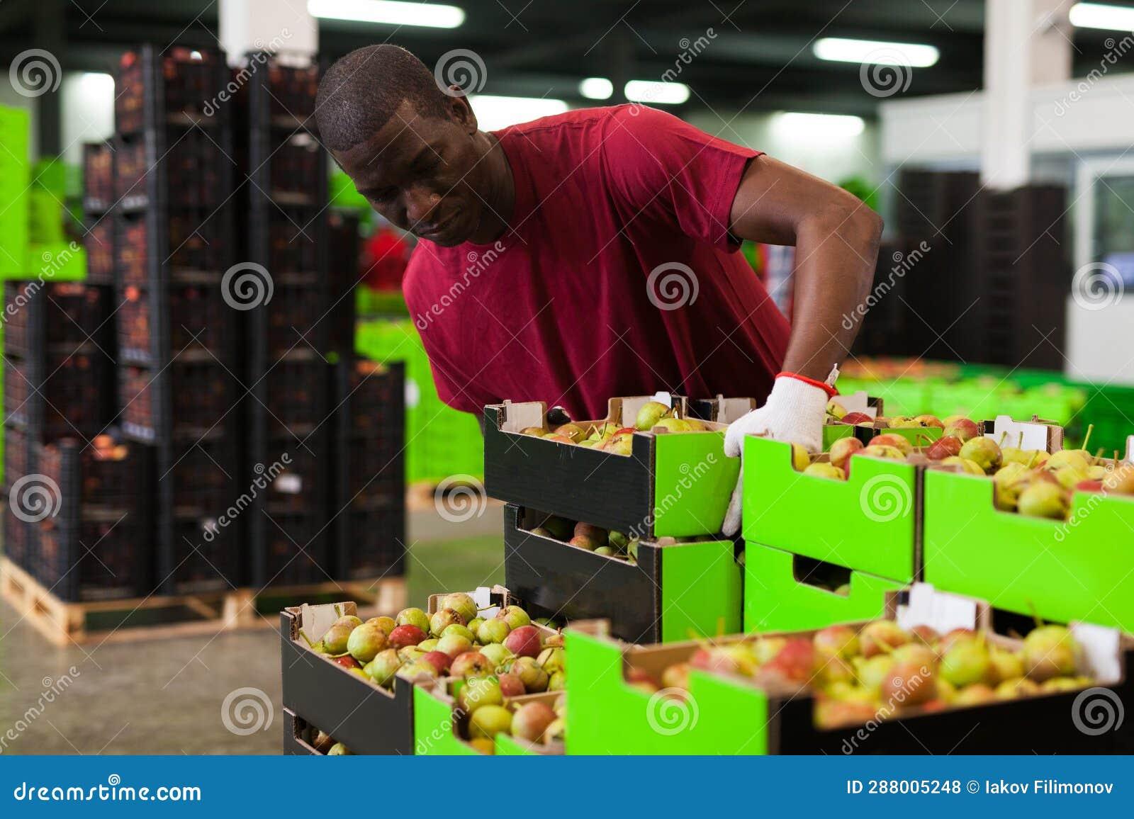 Worker Stacking Boxes with Pears Stock Photo - Image of conveyor ...