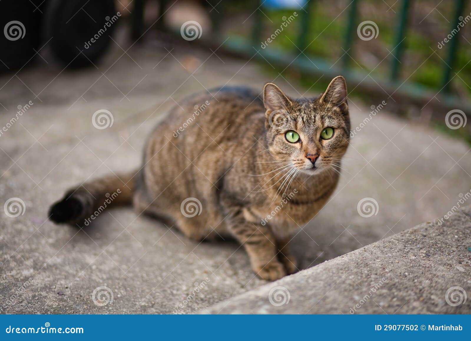 Focused cat stock photo. Image of whisker, focused, outside - 29077502