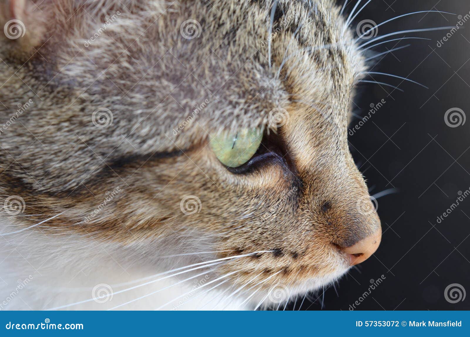 Focused cat stock photo. Image of focused, distracted - 57353072