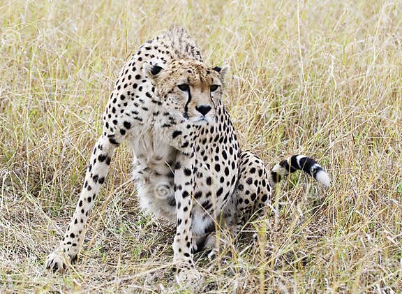 Focused Cheetah stock image. Image of animal, wildlife - 1425871