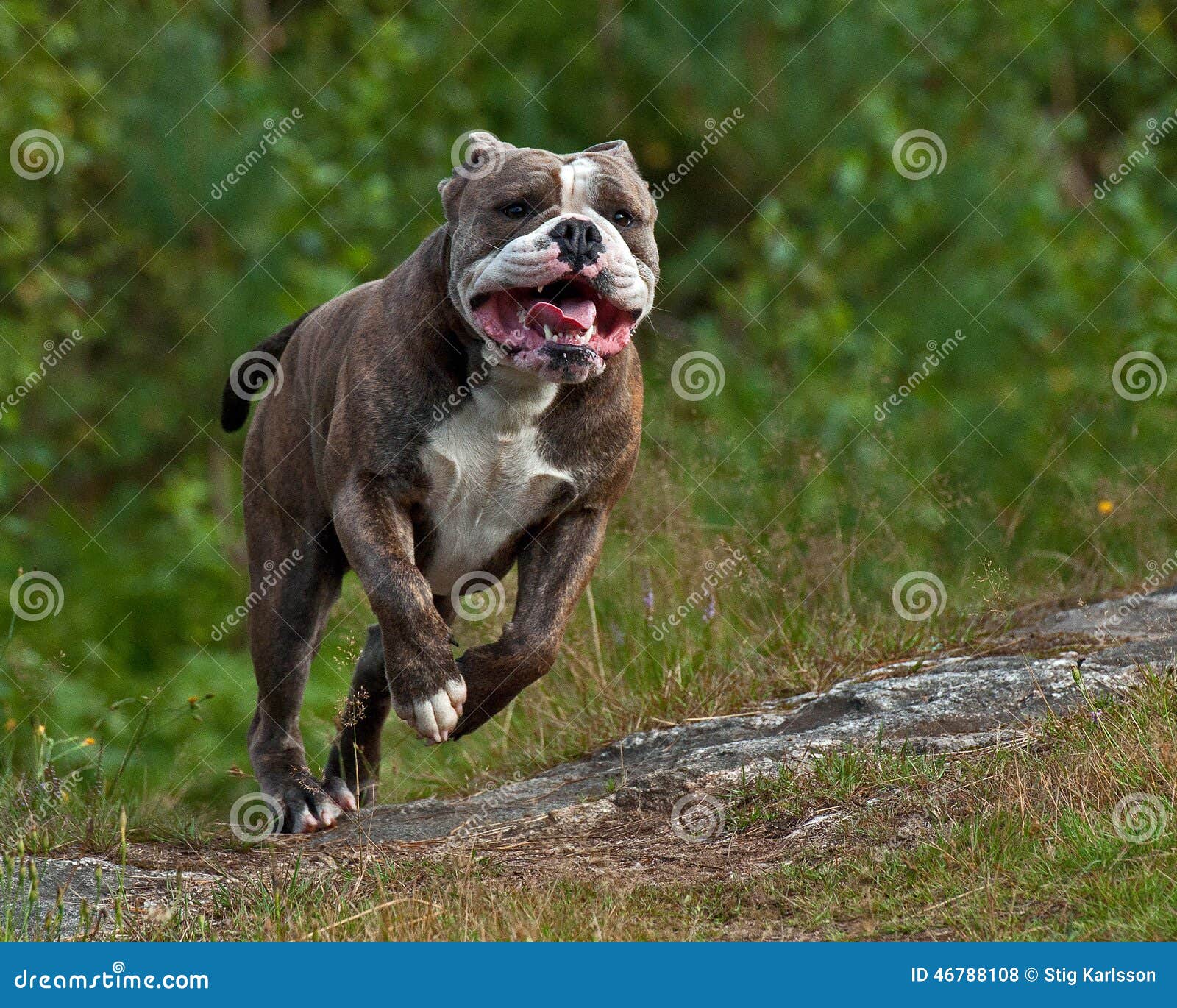 Focused dog running stock photo. Image of animal, eyes - 46788108