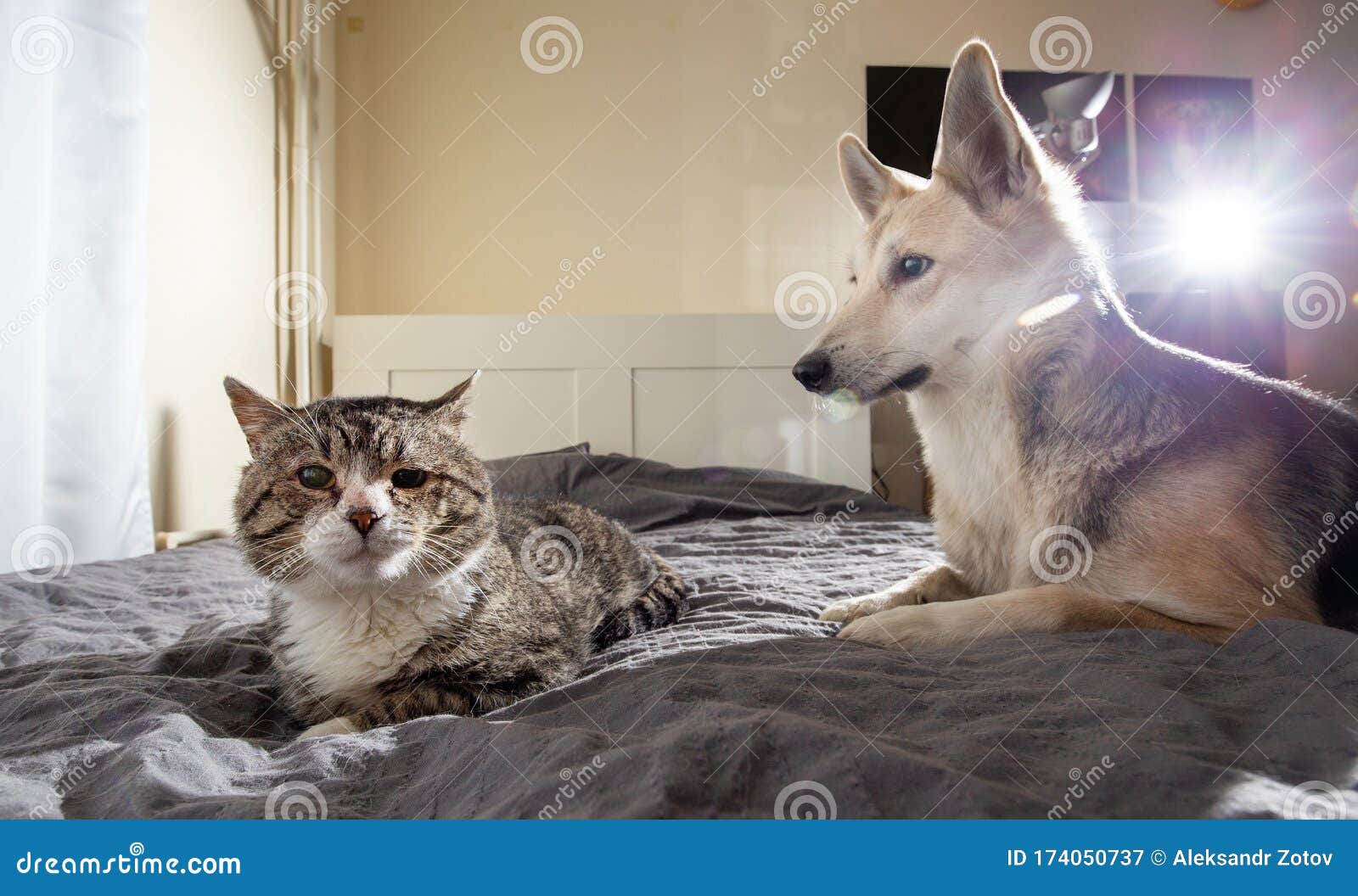 Focused Dog Watching Cat on Bed at Home Stock Image - Image of feline ...
