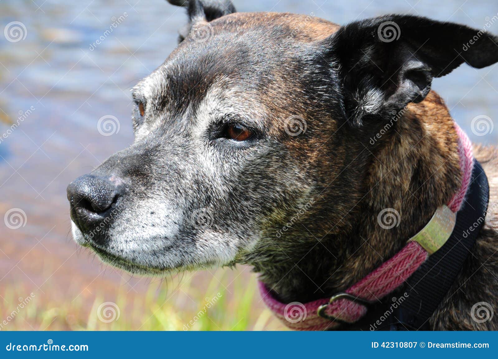 Focused face canine. stock image. Image of concentrating - 42310807