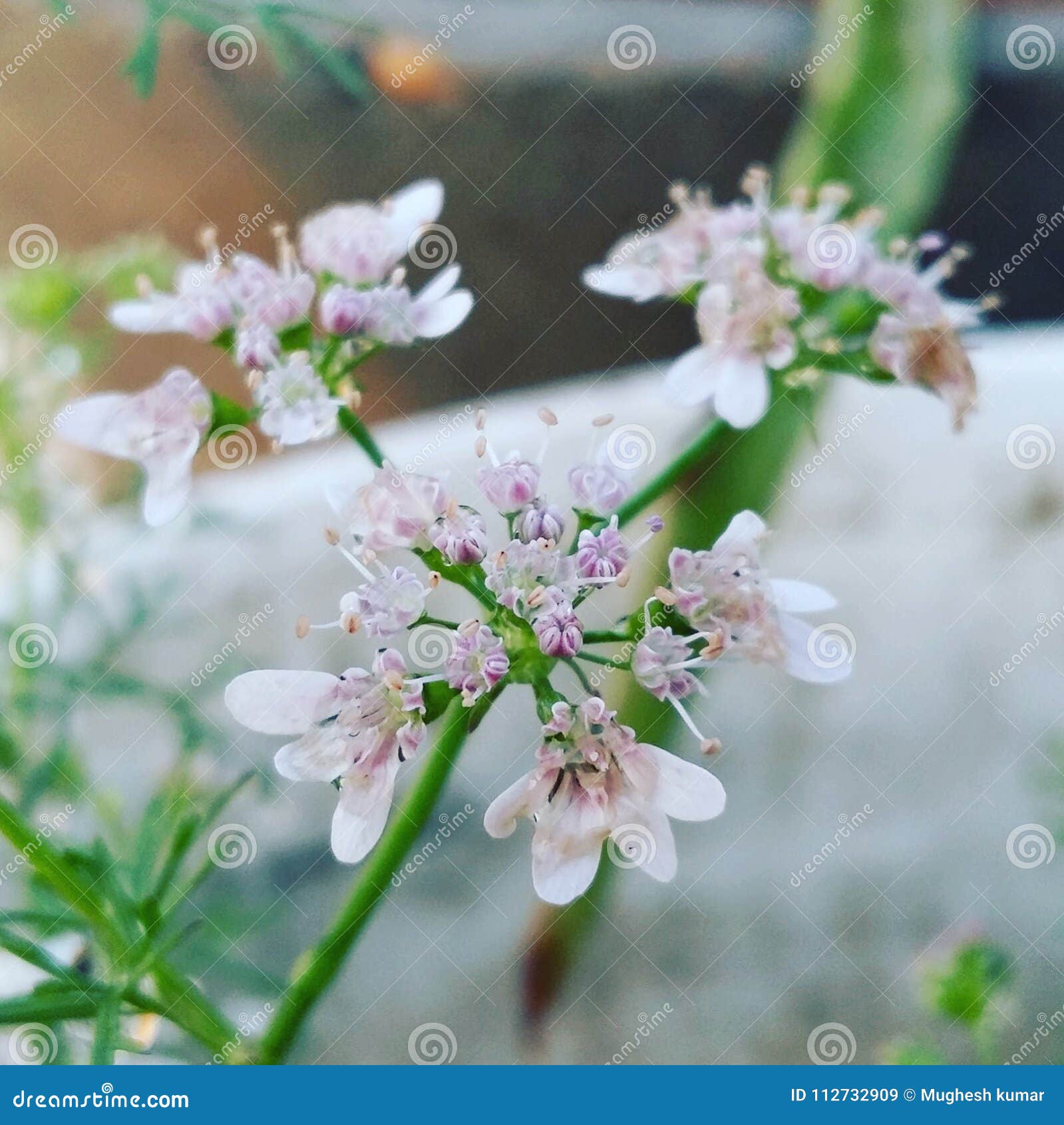 Cleare Focused Stock Photos - Free & Royalty-Free Stock Photos from ...